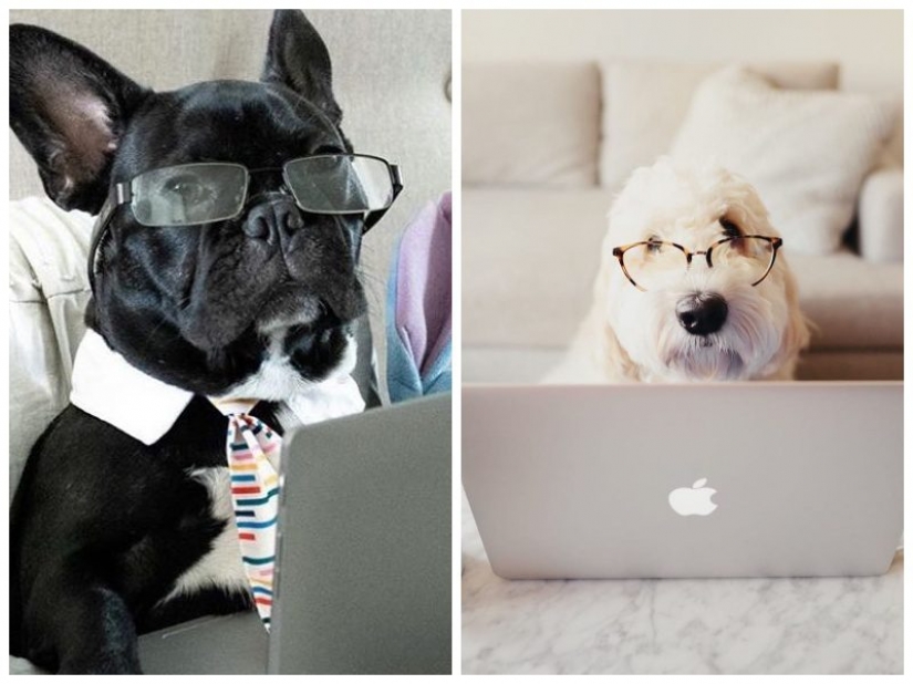 In Instagram appeared an amusing account dedicated to dogs, working at ...