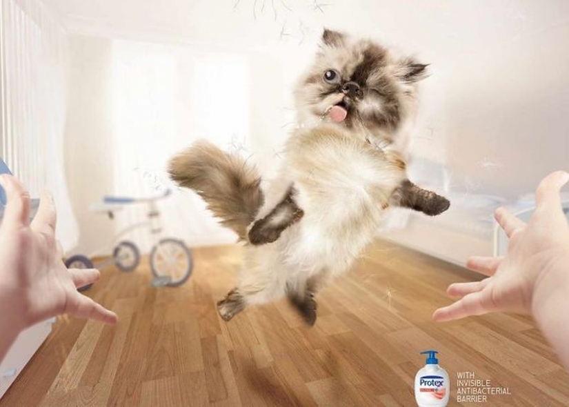 Meow! 15 examples of funny and cute cat advertising - Pictolic