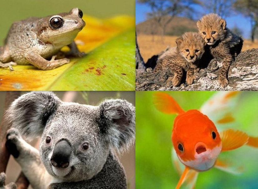 10 hechos completamente erróneos sobre los animales - Pictolic