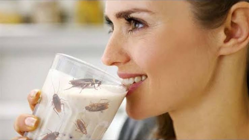 Cockroach milk is the elixir of health - Pictolic