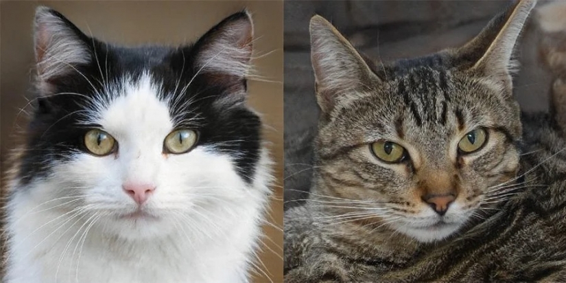This cat doesn't exist! Neural networks create photos of fake cats ...