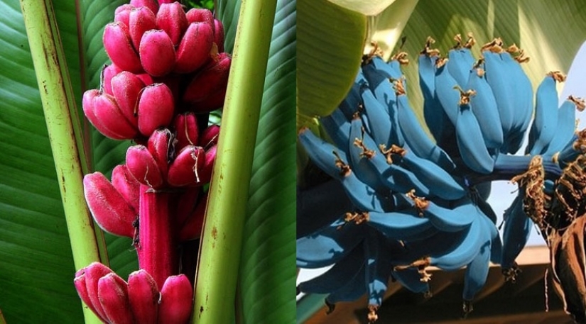 Top 10 Most rare and unusual varieties of bananas - Pictolic