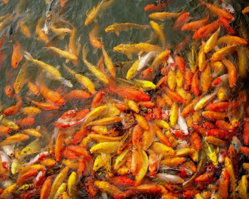 50 examples of creative photography - Pictolic