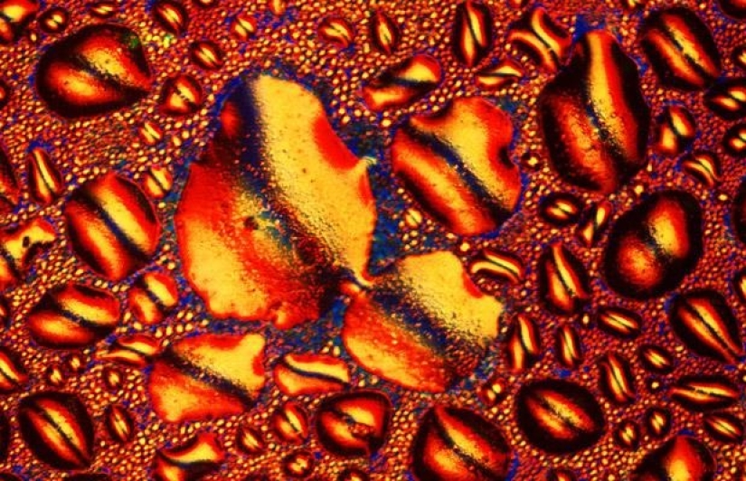 Alcohol under the microscope - Pictolic