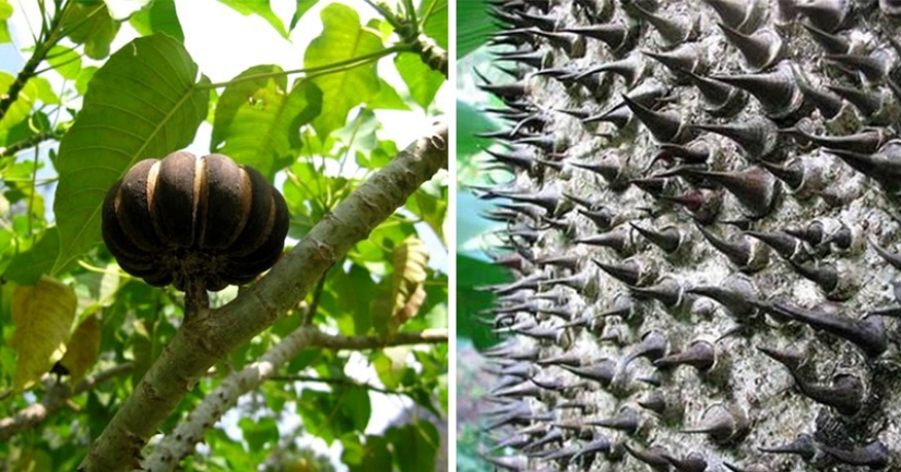 "Dynamite tree— is a plant that is better to admire from afar - Pictolic