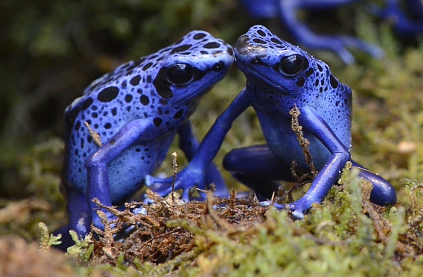 10 most unusual natural poisons - Pictolic