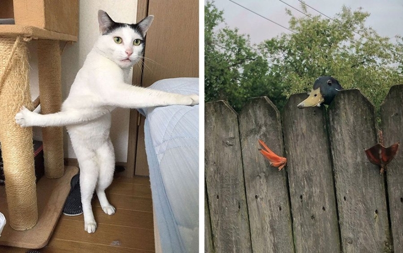 12 Clumsy Animals Who Got Ridiculous Situations - Pictolic