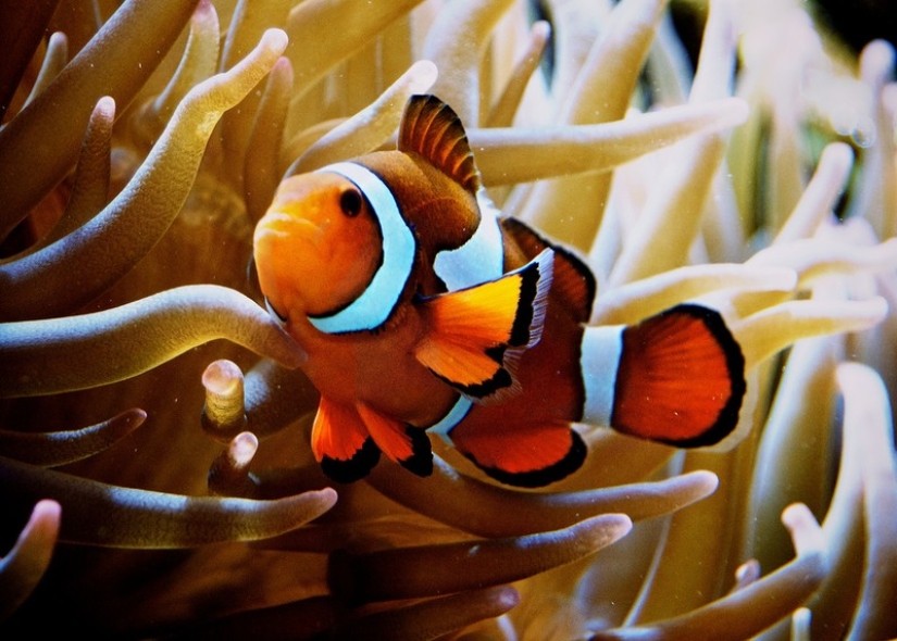 6 animals that can change their gender - Pictolic