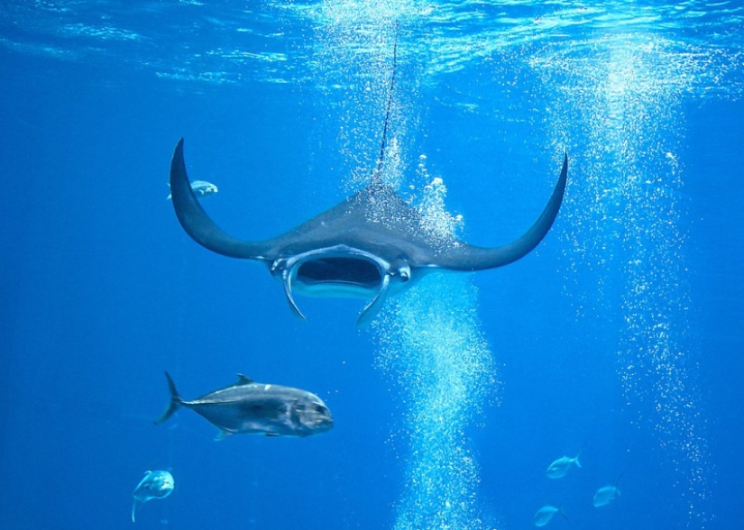 7 Terrifying Animals You Shouldn't Fear - Pictolic