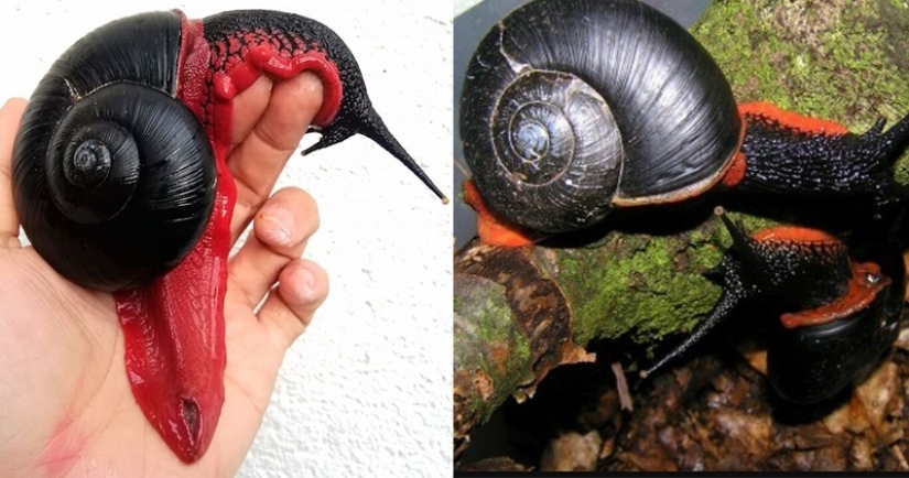 A fire snail could make you a millionaire, but it won't happen - Pictolic