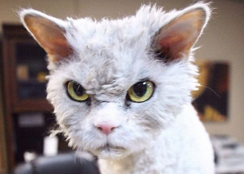 ¿Albert es el gato más malvado de Internet? - Pictolic