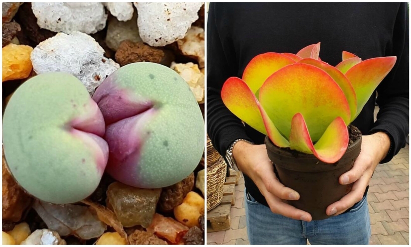 Alien plants: the 30 most bizarre succulents - Pictolic
