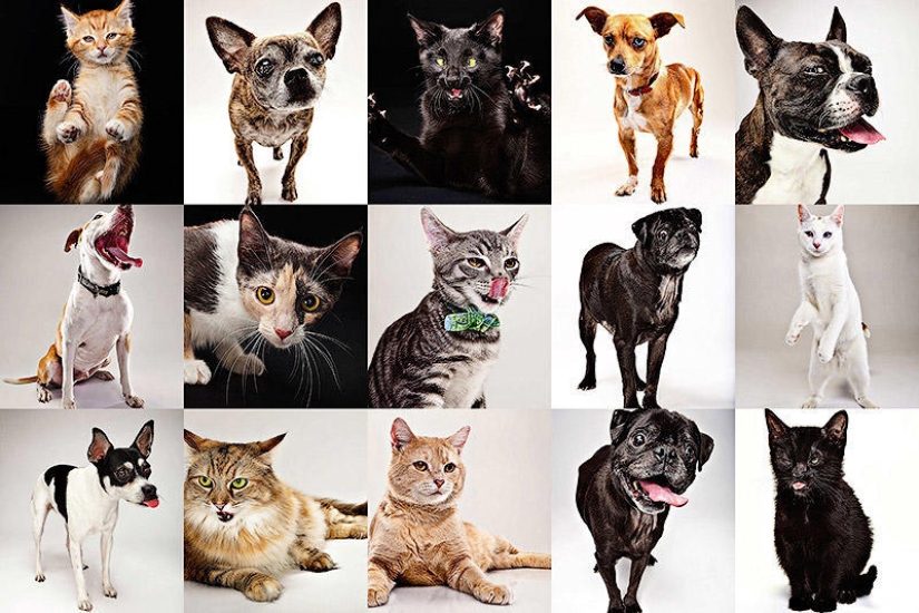 Animal Emotions by Evan Kafka - Pictolic