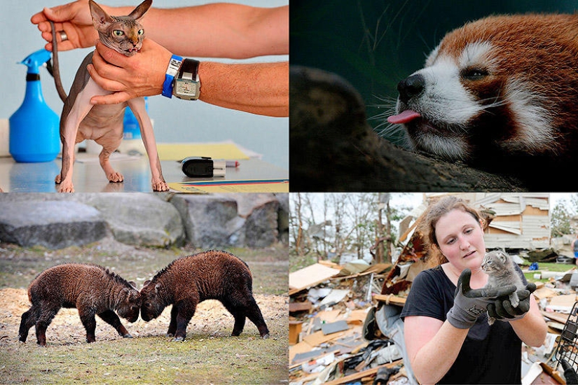 Animals that make news - Pictolic