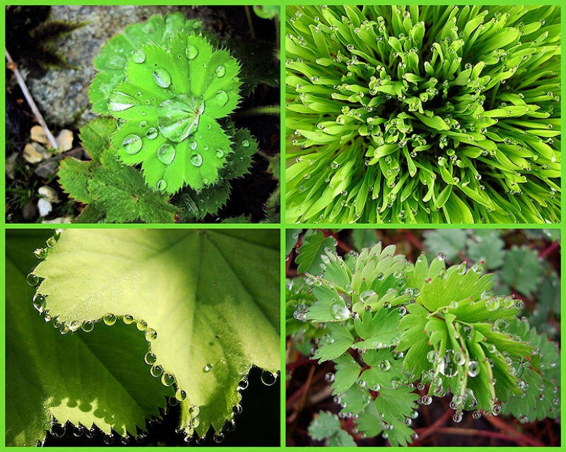 Beautiful drops — 12 examples of guttation - Pictolic