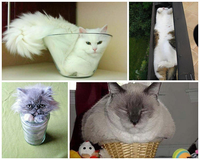 Cats are liquid, there is evidence - Pictolic