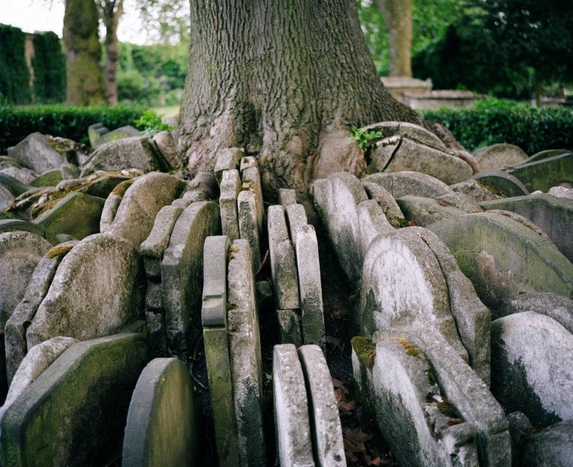 Hardy's gravestone tree with hundreds of tombstones - Pictolic