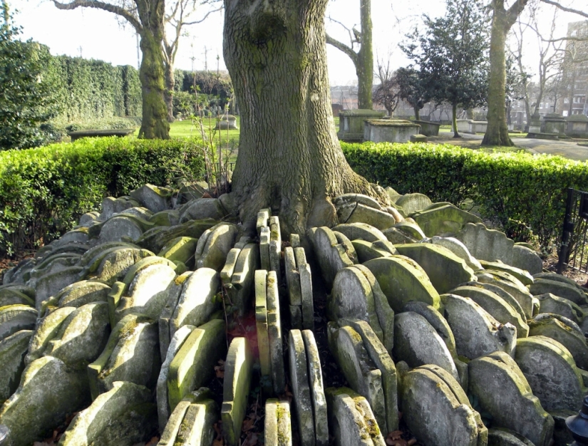 Hardy's gravestone tree with hundreds of tombstones - Pictolic