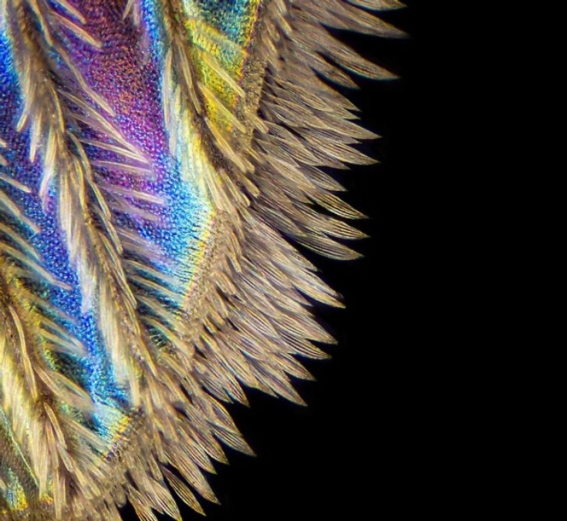 Incredible world under the microscope: 22 photos that will make you see ...