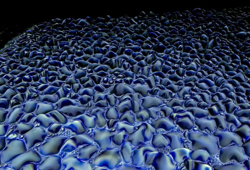 Incredible world under the microscope: 22 photos that will make you see ...