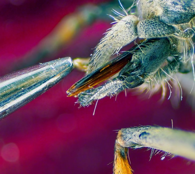 Incredible world under the microscope: 22 photos that will make you see ...
