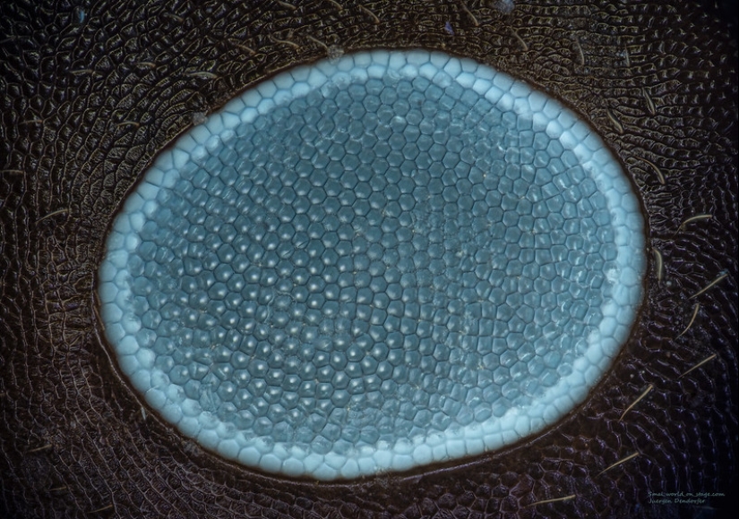 Incredible world under the microscope: 22 photos that will make you see ...