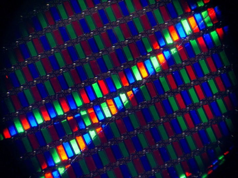 Incredible world under the microscope: 22 photos that will make you see ...