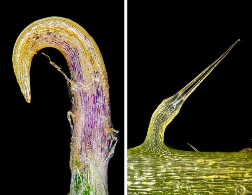 Incredible world under the microscope: 22 photos that will make you see ...