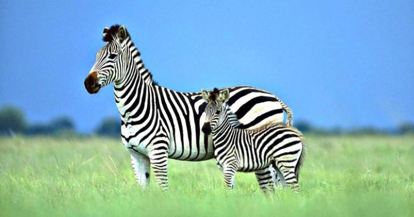 Scientists have unraveled the secret of zebra coloration. You will be ...