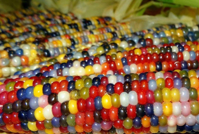 The most unusual corn in the world - Pictolic