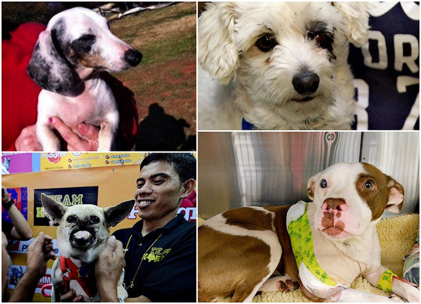 The Strongest Examples of Dog Heroic Devotion - Pictolic