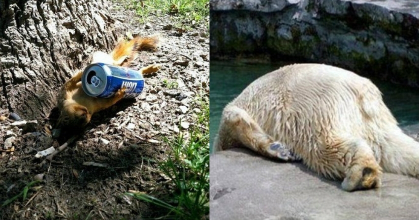 These poor animals look like they have a severe hangover - Pictolic