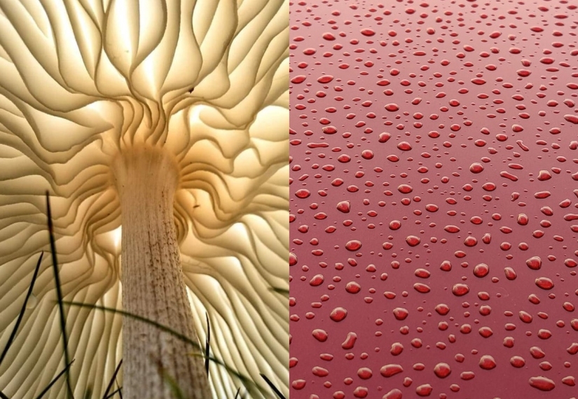 Visual pleasure: 22 photos where everything is perfect - Pictolic