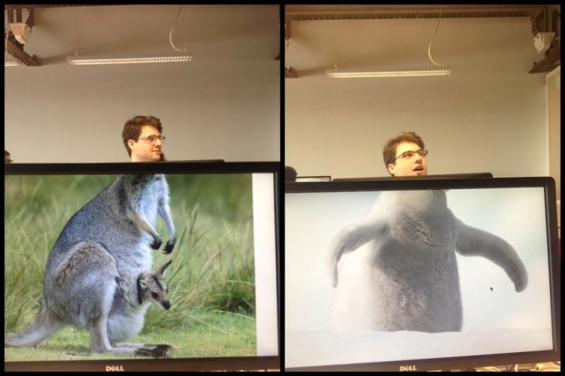 zoológico de oficina - Pictolic