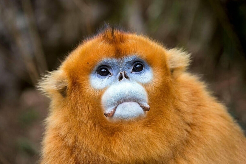 22 Unknown Animals That Will Surprise You With Their Unusualness - Pictolic