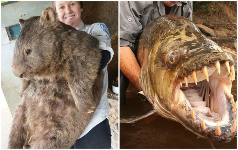 30+ animals, real sizes which will surprise you - Pictolic