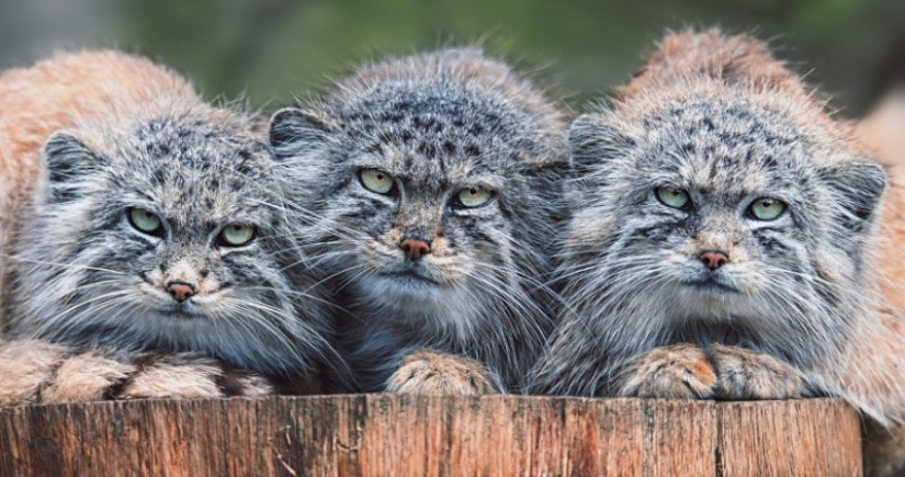 8 facts about manuls that will change your idea of these cats - Pictolic