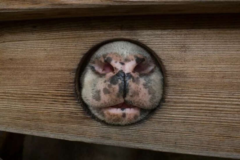 Fun Accidental Moments Captured By This Street Photographer - Pictolic