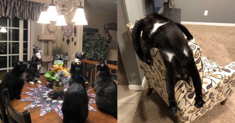 Glitch in the cat matrix: 24 funny photos of cats that are stuck - Pictolic