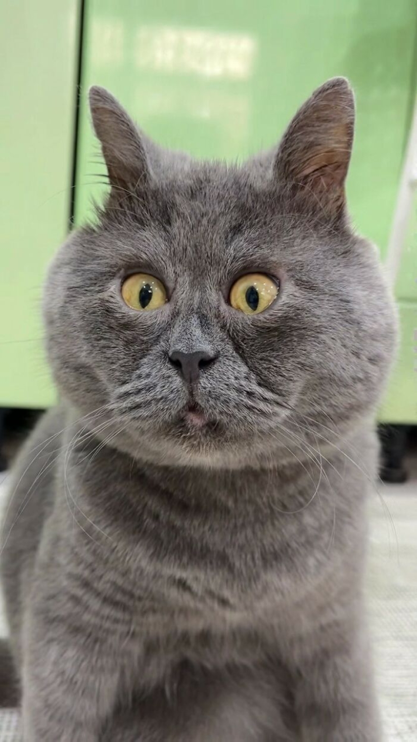 Goofy-Looking Cat Continues To Steal People’s Hearts Online And Also ...