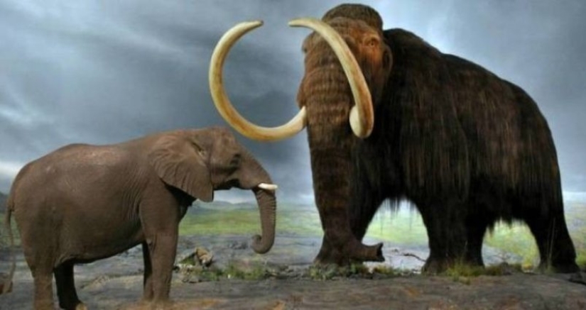 Mastodons and mammoths - how did the ancient ancestors of elephants ...