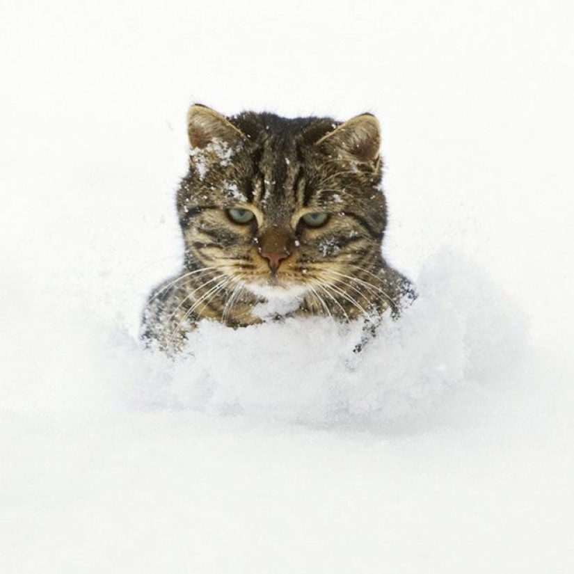 Reacción de los gatos a la primera nieve: 25 fotos que te animarán - Pictolic