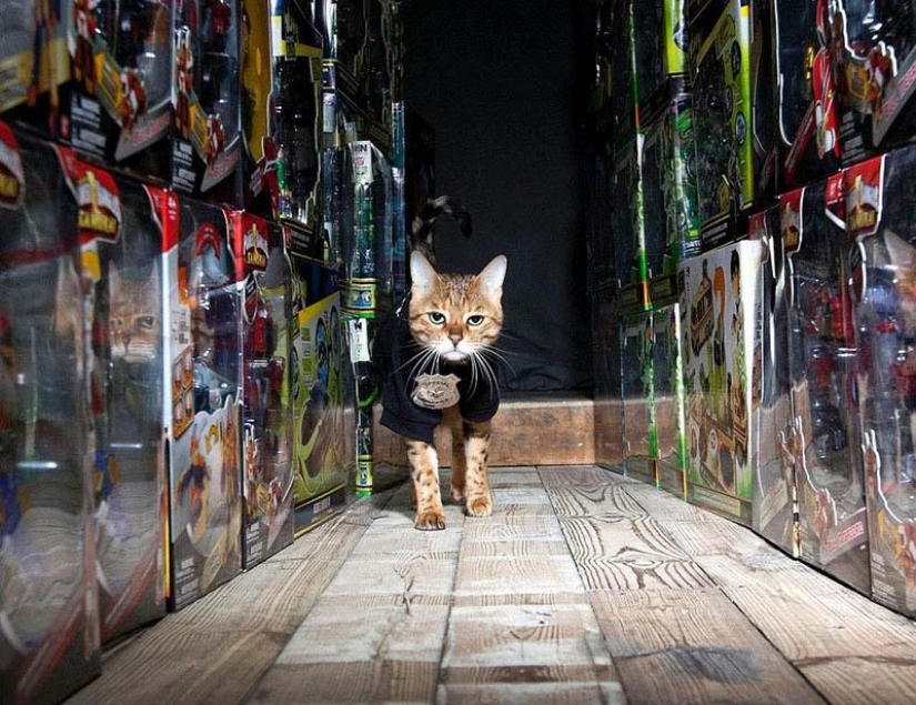 Service cats - Pictolic