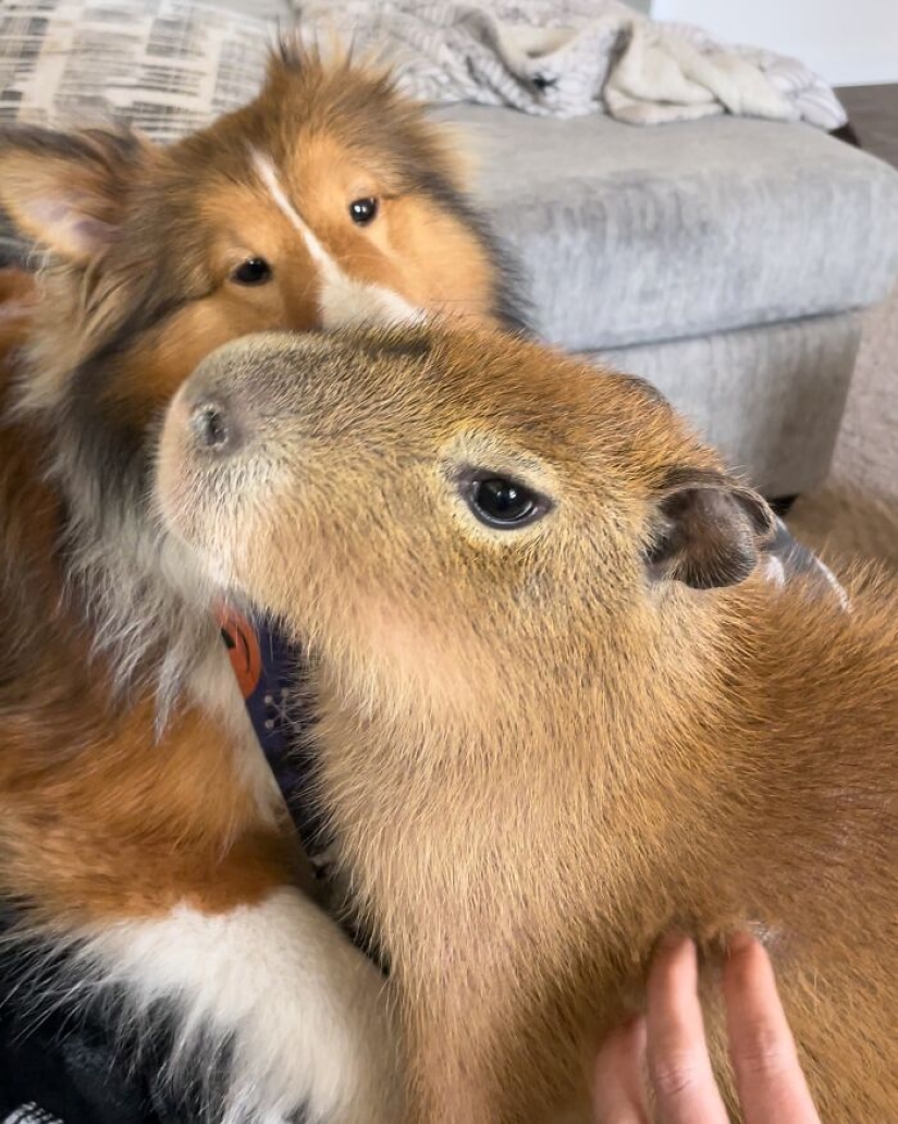 This Astoundingly Adorable Capybara Named Pumpkin Is Melting Hearts All ...