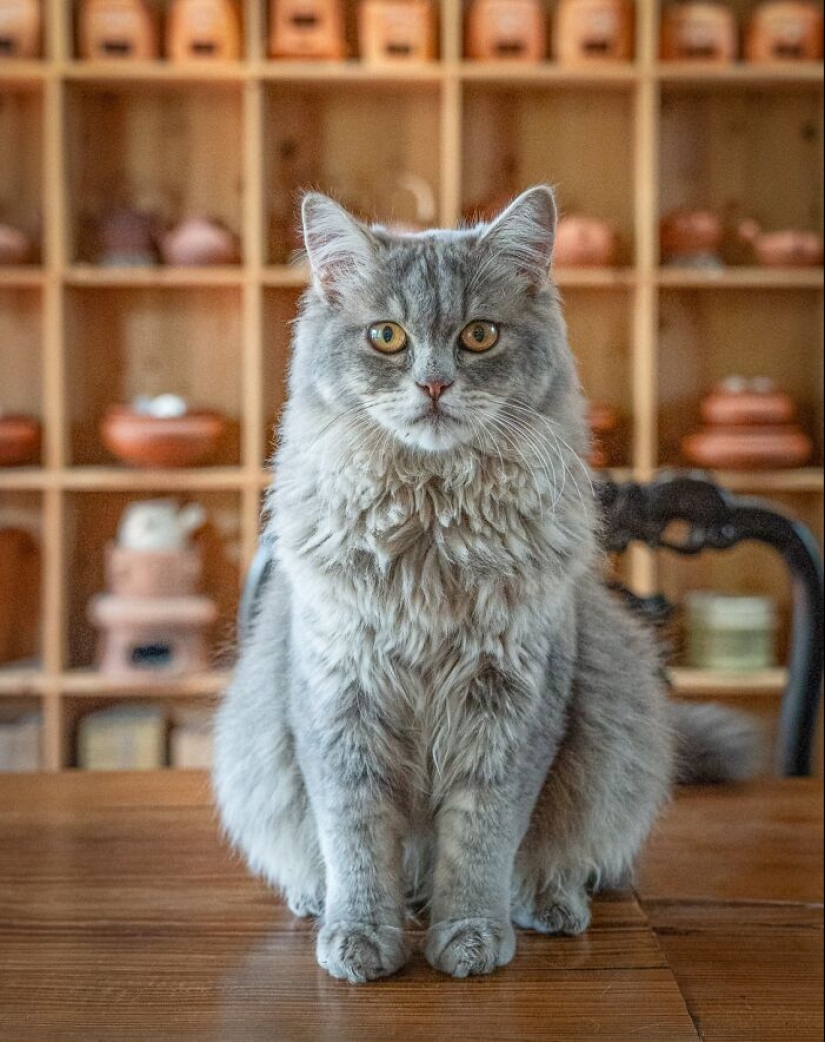 15 Stray Cats That Adapted To Urban Life, Photographed By Marcel ...