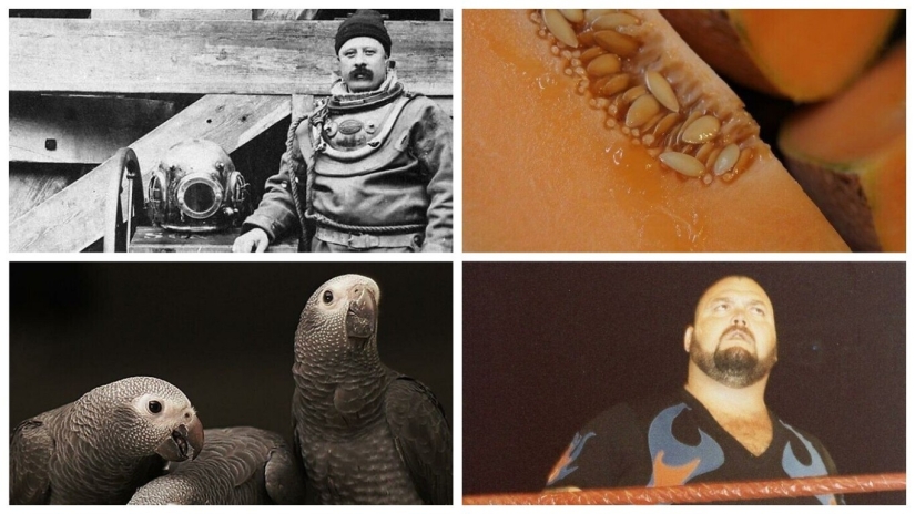 25 amusing facts from the online group Today I Learned - Pictolic