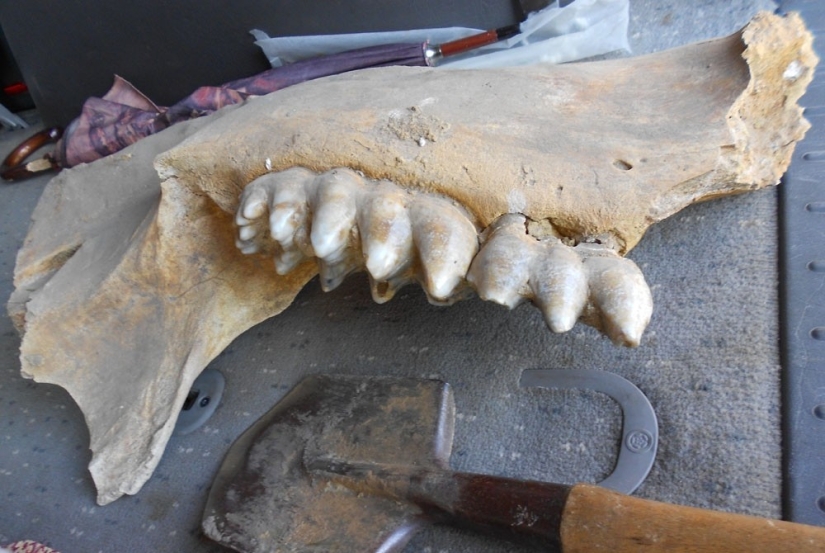 Mastodons and mammoths - how did the ancient ancestors of elephants ...