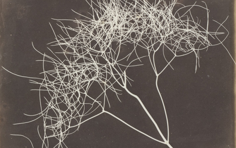 Negative and positive, no alternatives - 15 first photographs of William Talbot - Pictolic