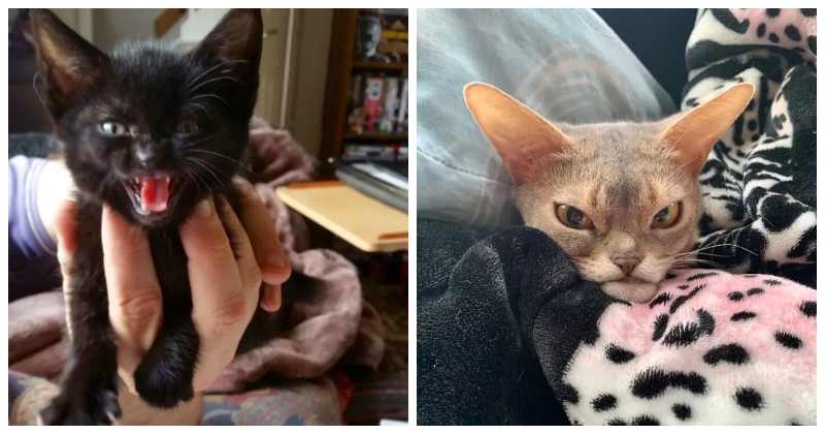 Now will Kus! 15 funny photos grumpy cat - Pictolic