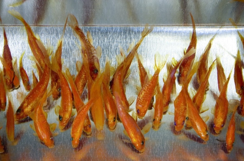 Stunning three-dimensional drawings by Japanese artist Ryusuke Fukahori ...